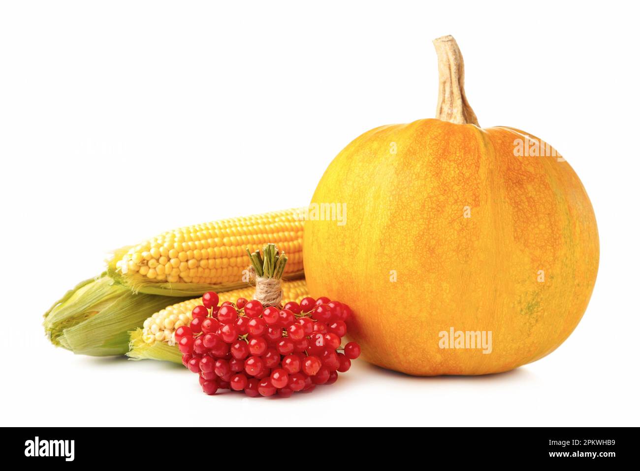 Autumn composition with autumn pumpkin, corn and viburnum isolated on ...