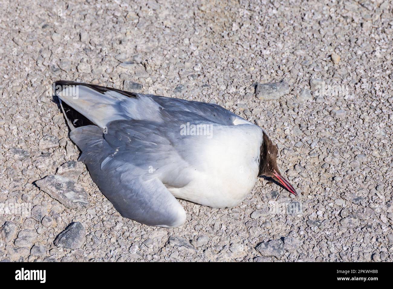 Black-headed gull lying dead on the ground Stock Photo - Alamy