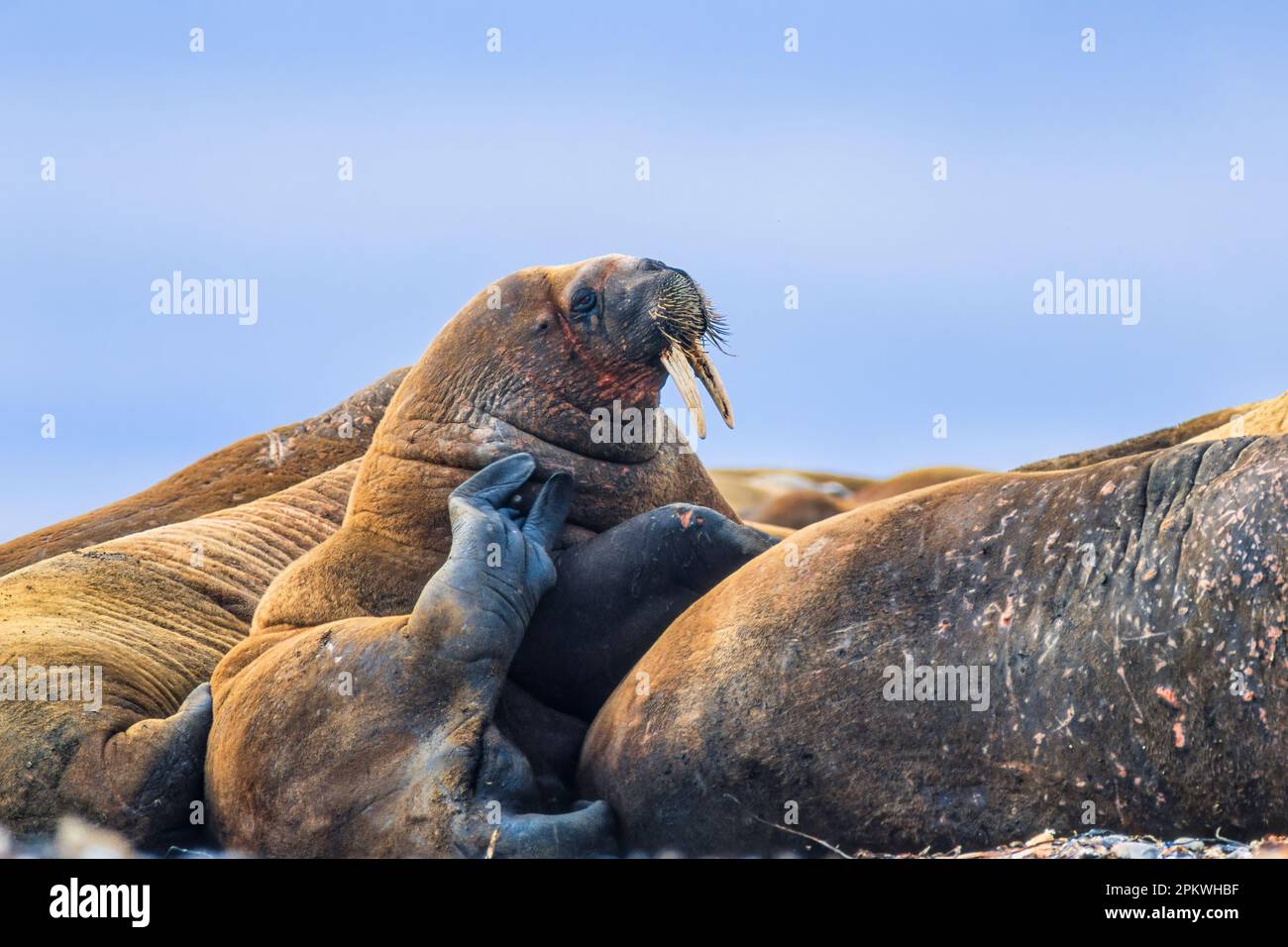 Walrus scratching himself with his lab Stock Photo - Alamy