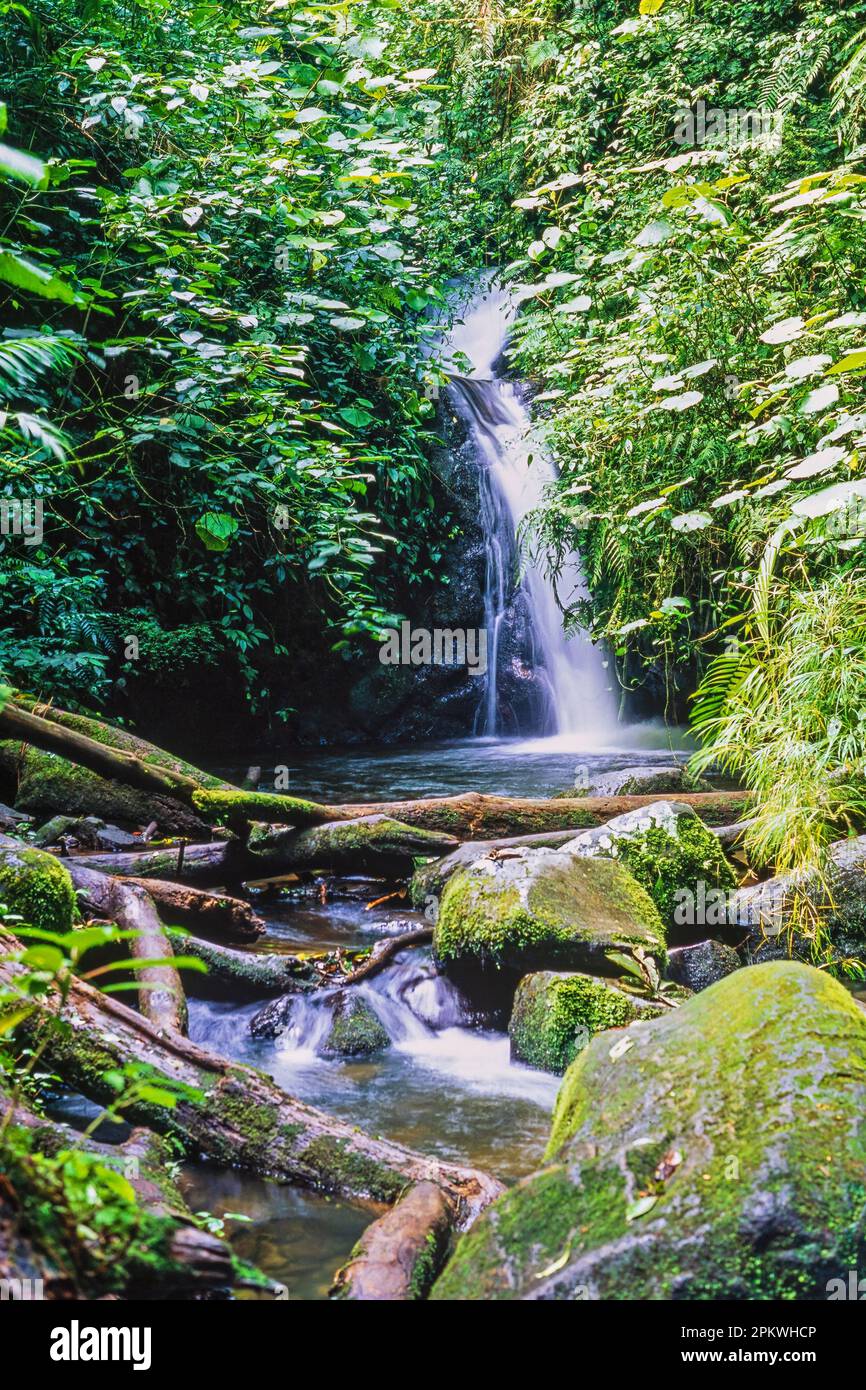 Waterfall and a stream in a rainforest Stock Photo - Alamy