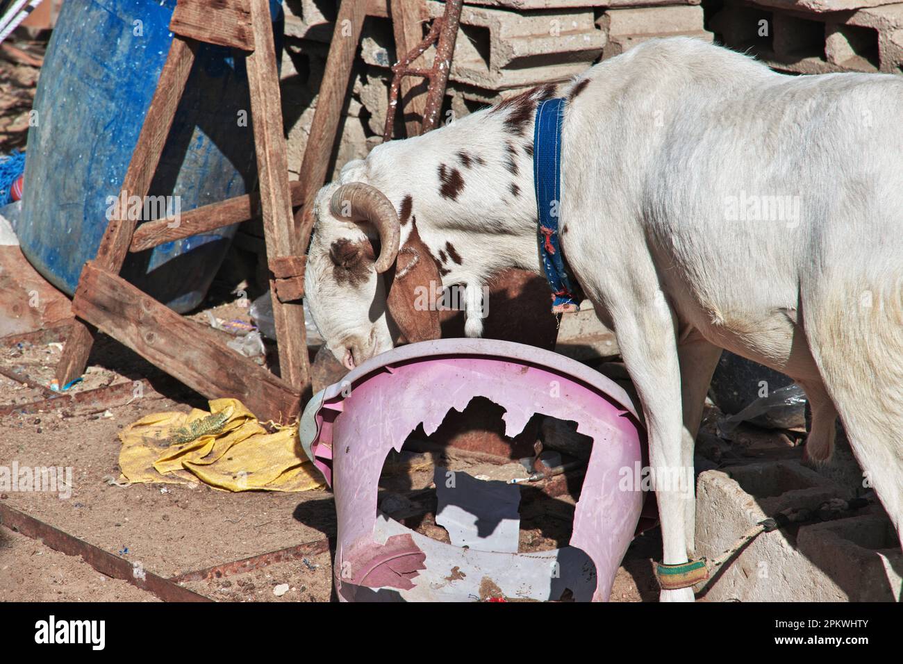 Goat in the vintage street of Saint-Louis, Senegal, West Africa Stock ...