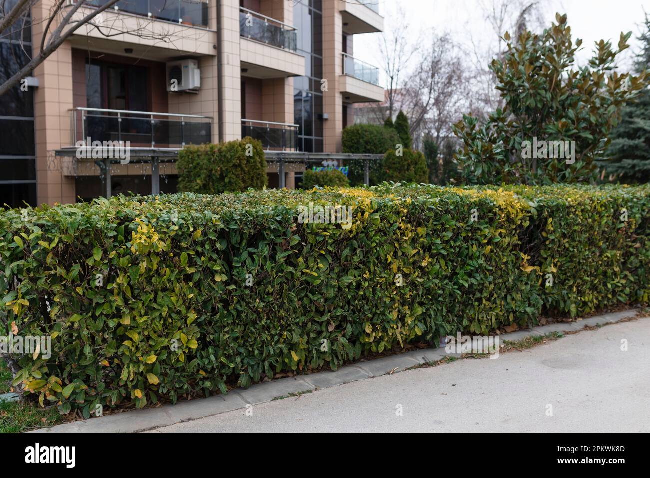 Geometric landscaping shrub, Chewing hedge Stock Photo - Alamy