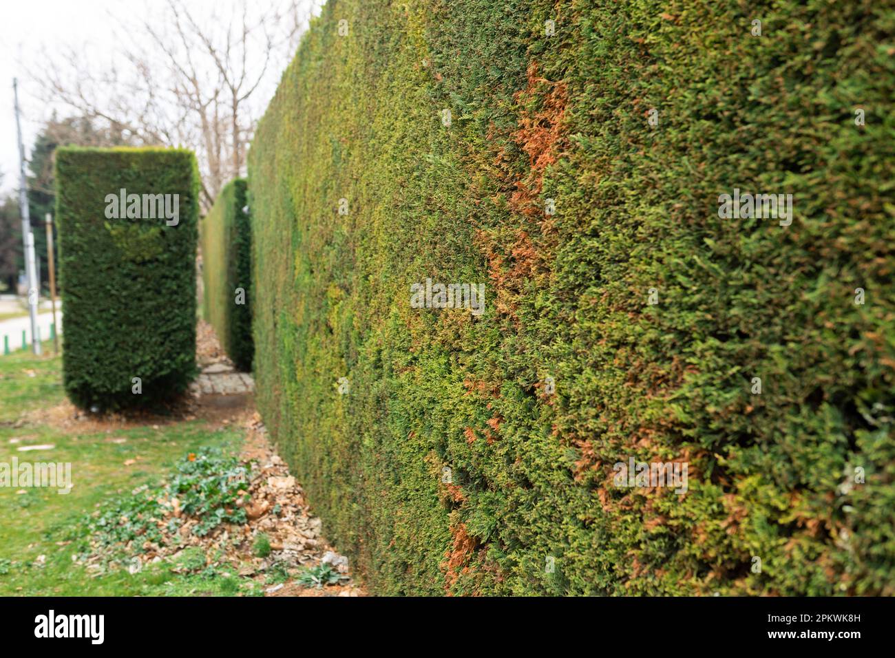 Geometric landscaping shrub, Chewing hedge Stock Photo - Alamy
