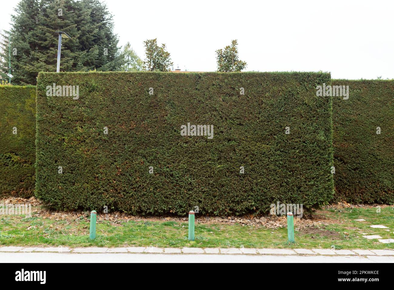 Geometric landscaping shrub, Chewing hedge Stock Photo - Alamy