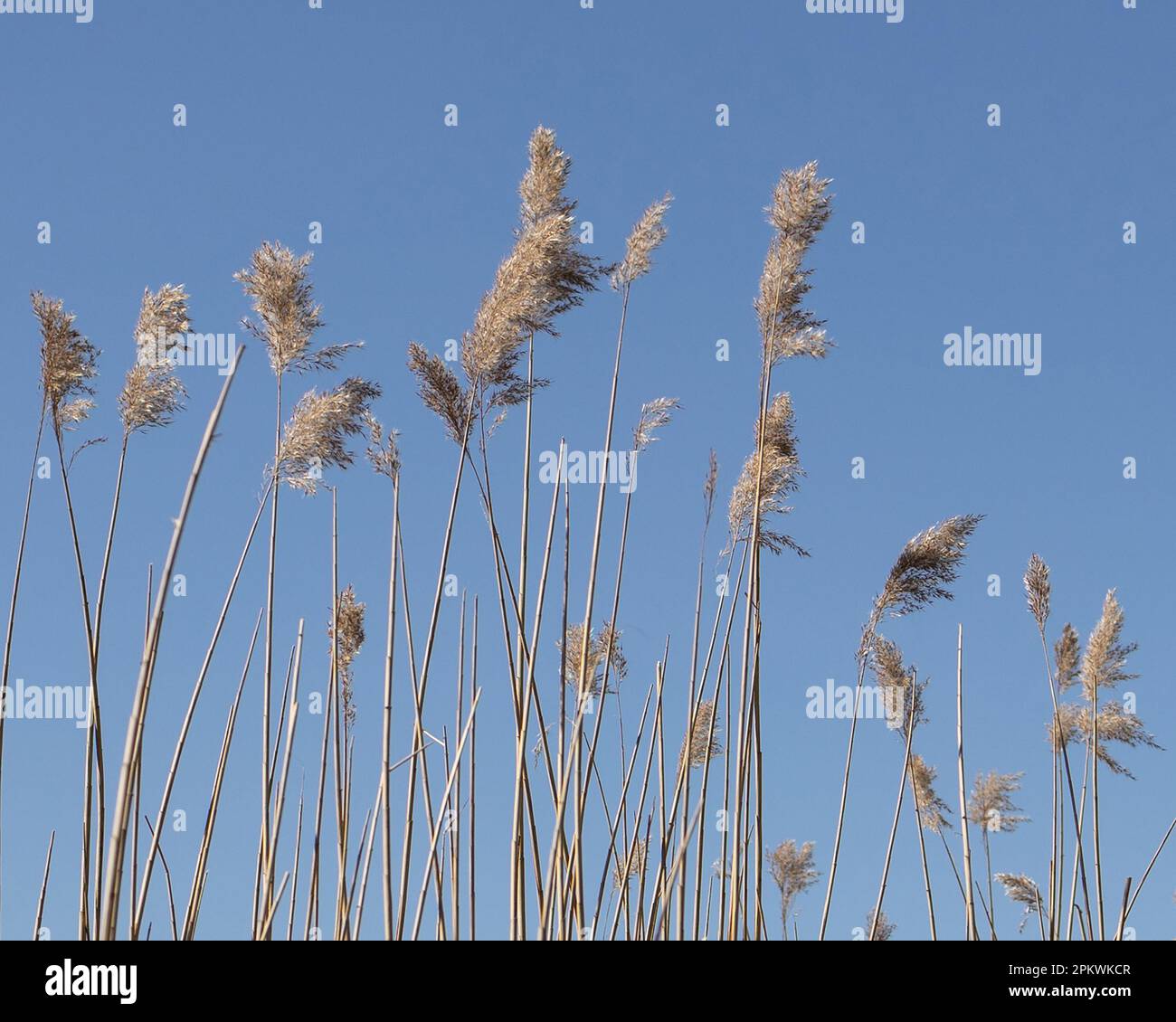 Tall grasses background hi-res stock photography and images - Alamy