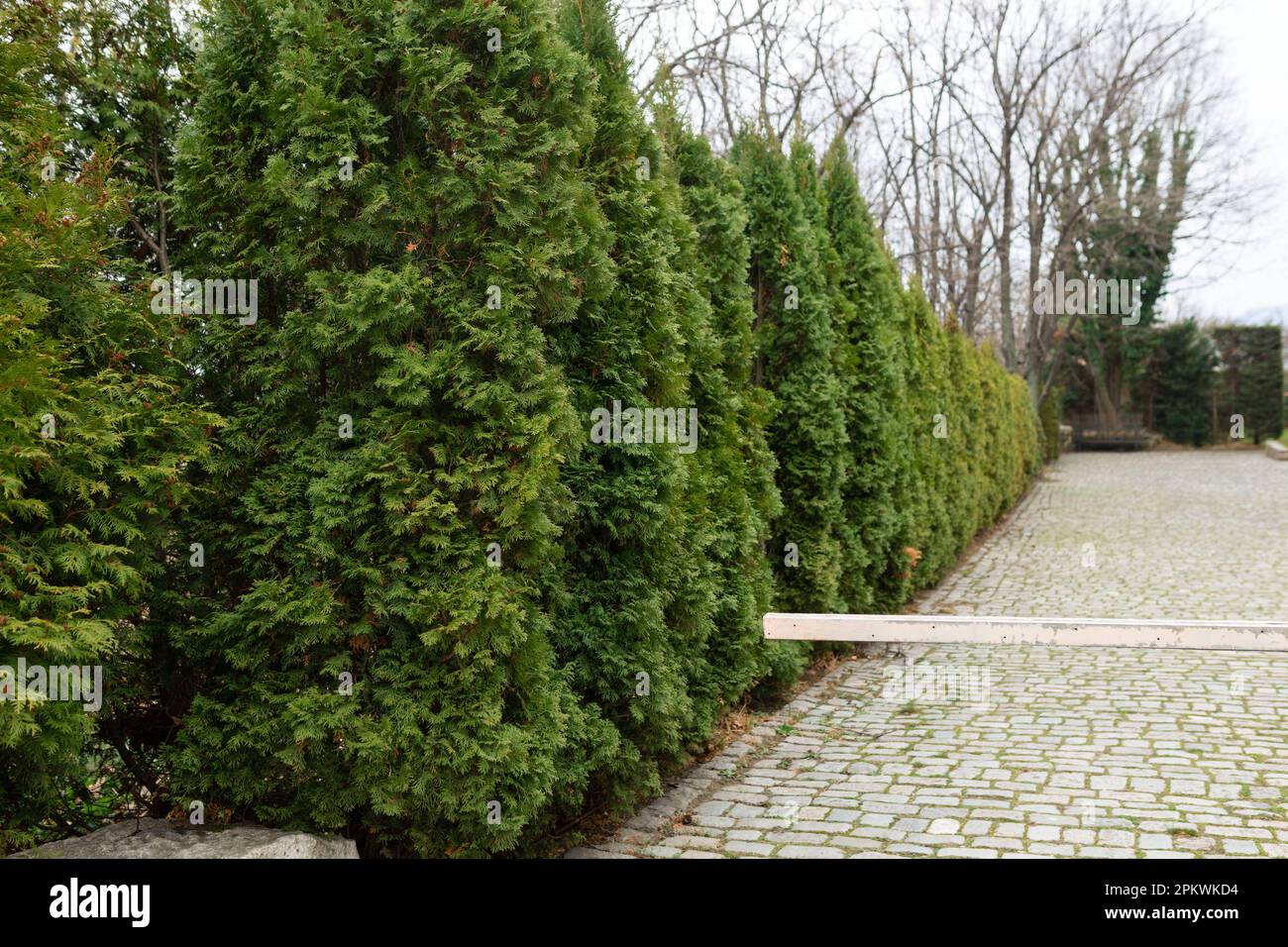 Geometric landscaping shrub, Chewing hedge Stock Photo - Alamy