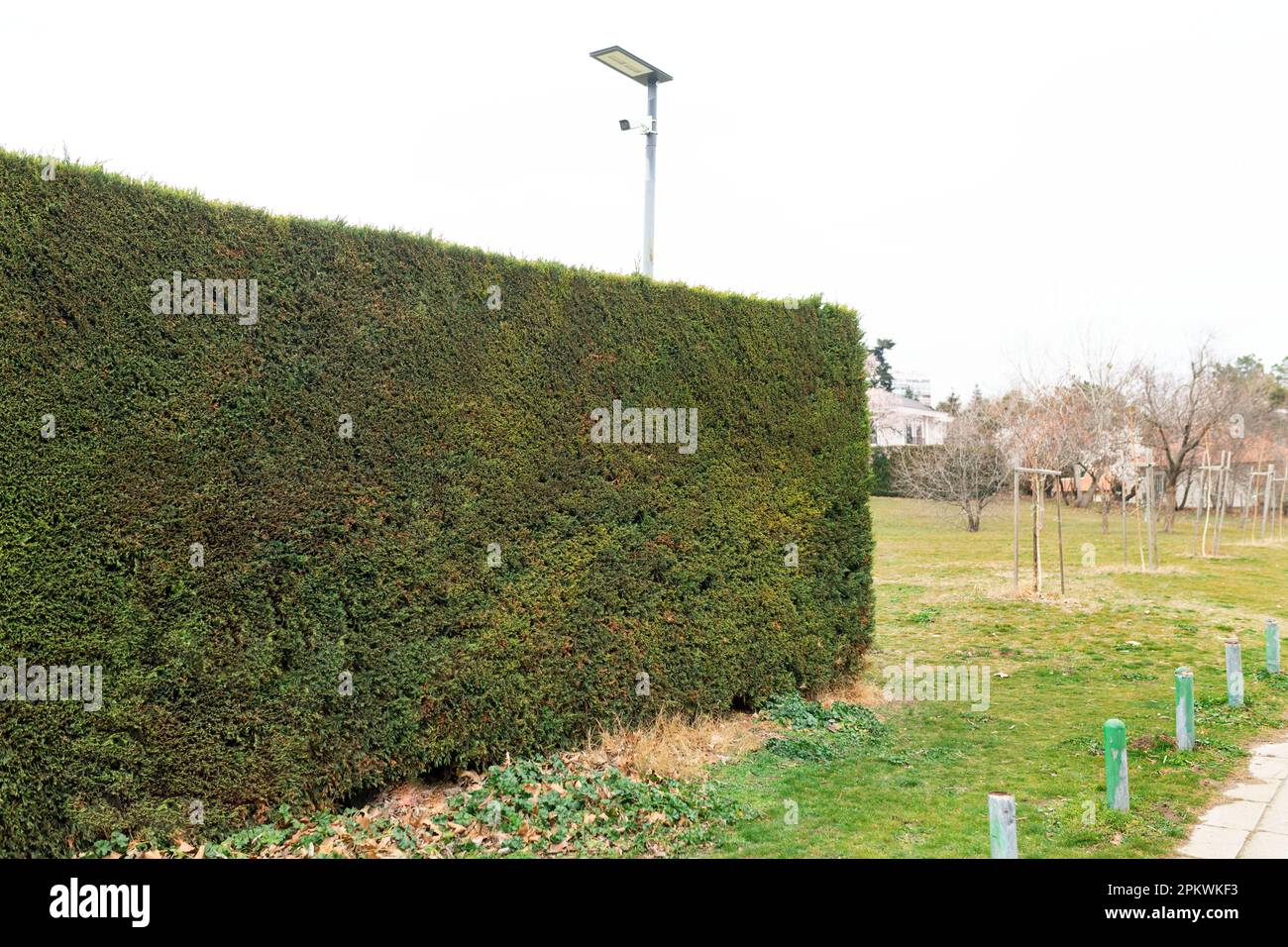 Geometric landscaping shrub, Chewing hedge Stock Photo - Alamy