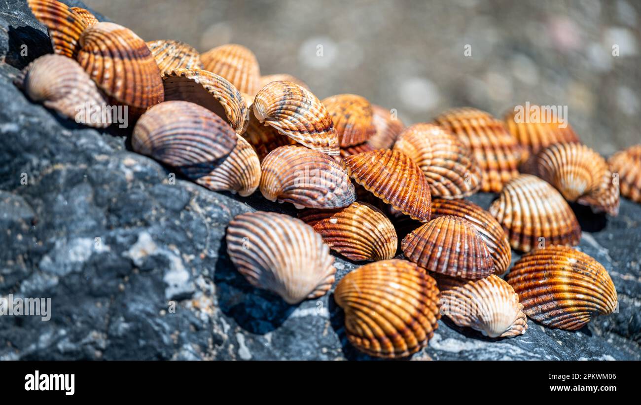 Shells background, many different shells stacked together on Costa Del ...