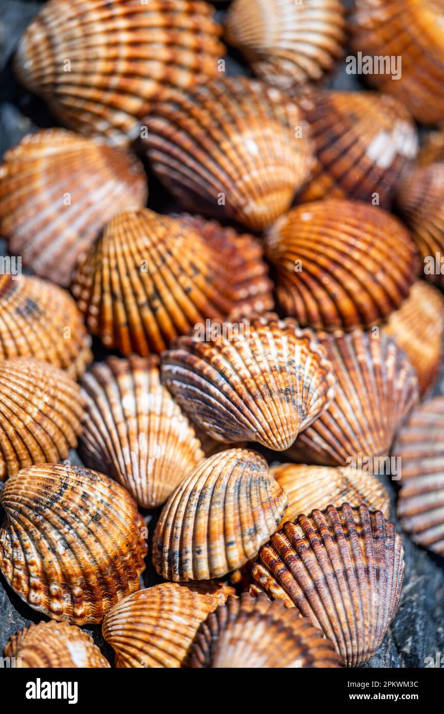 Seashell shell shells sea isolated mix hi-res stock photography and ...