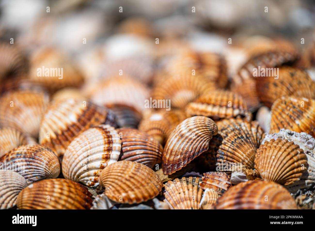 Shells background, many different shells stacked together on Costa Del ...