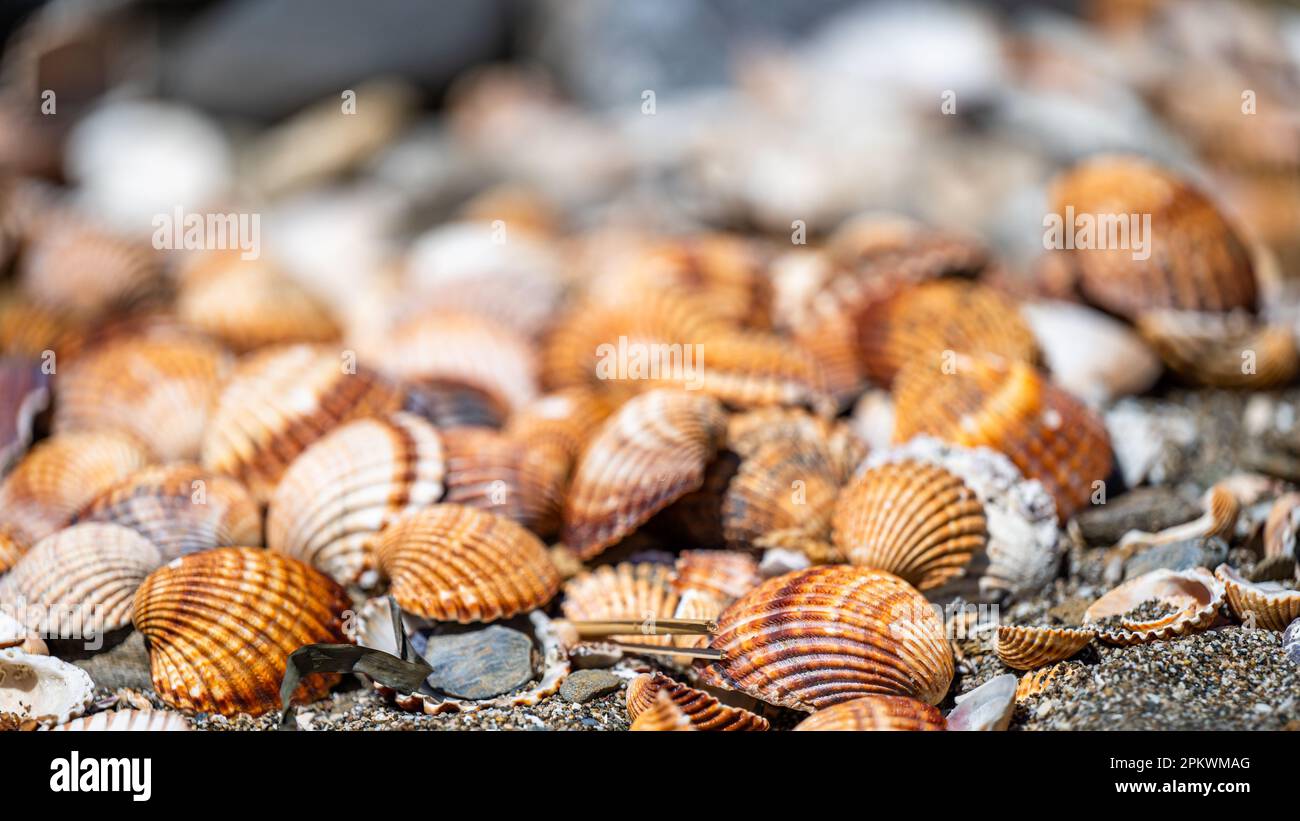 Shells background, many different shells stacked together on Costa Del ...