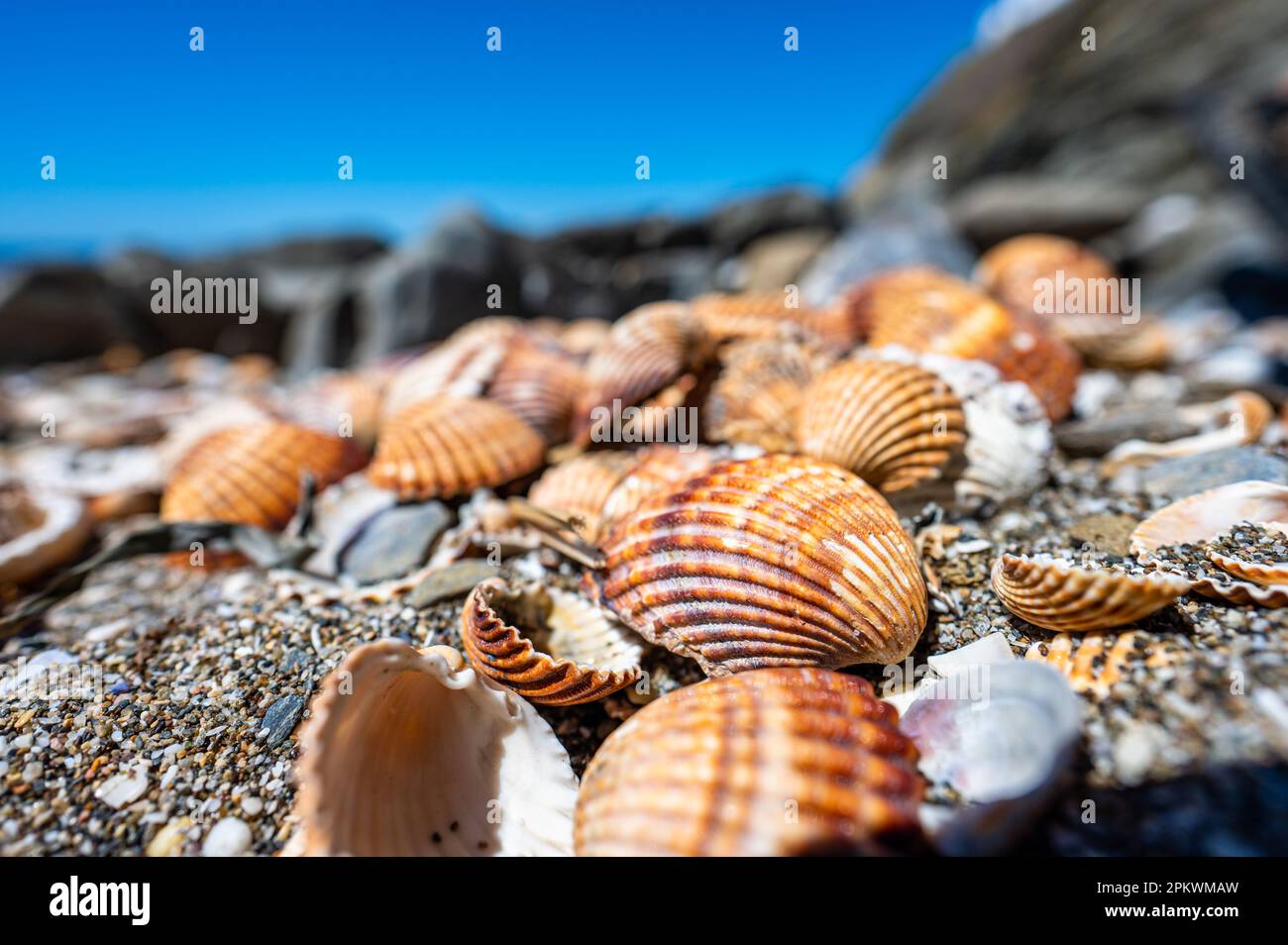 Shells background, many different shells stacked together on Costa Del ...