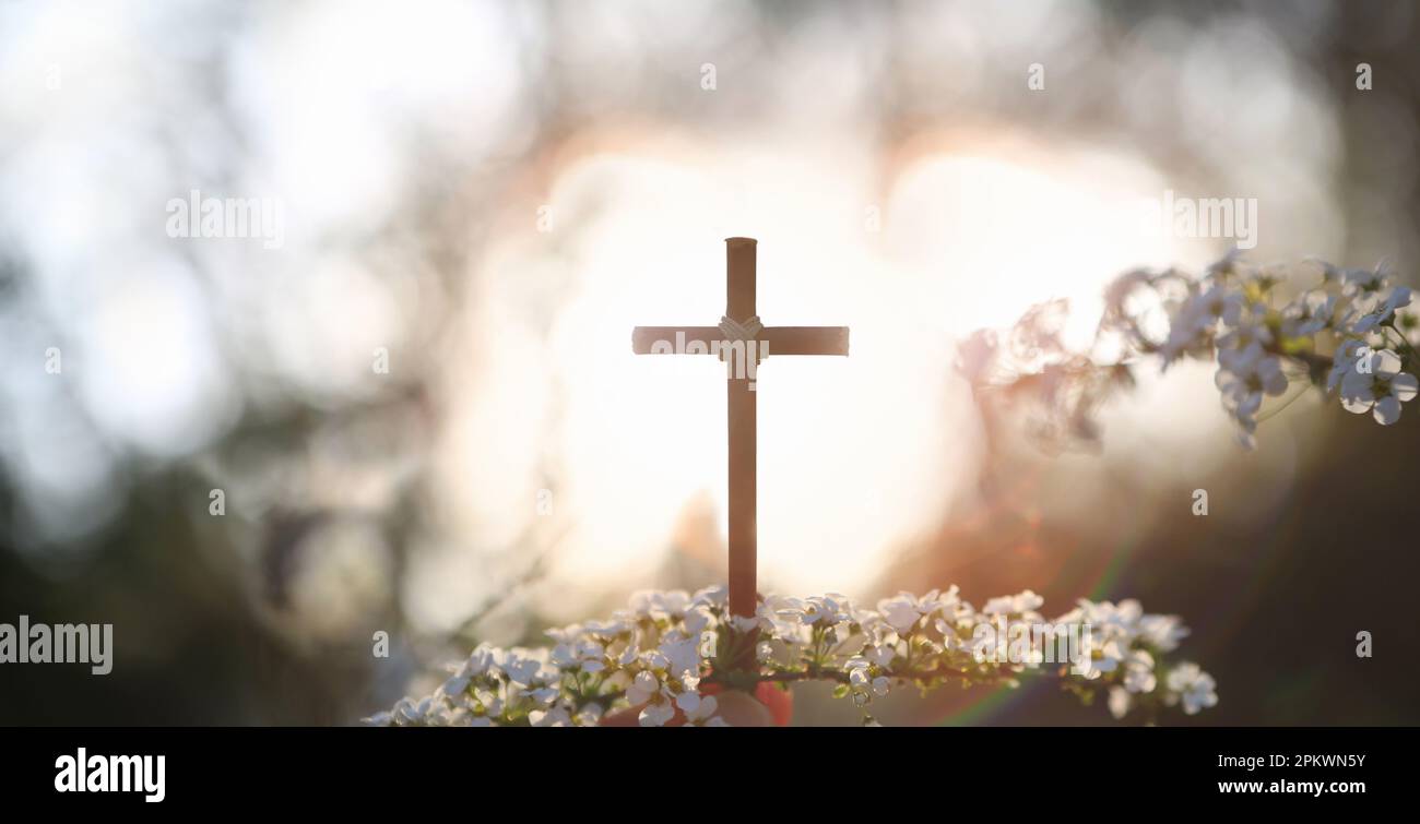 White spring flowers on a warm spring day, sunset in the forest, and ...