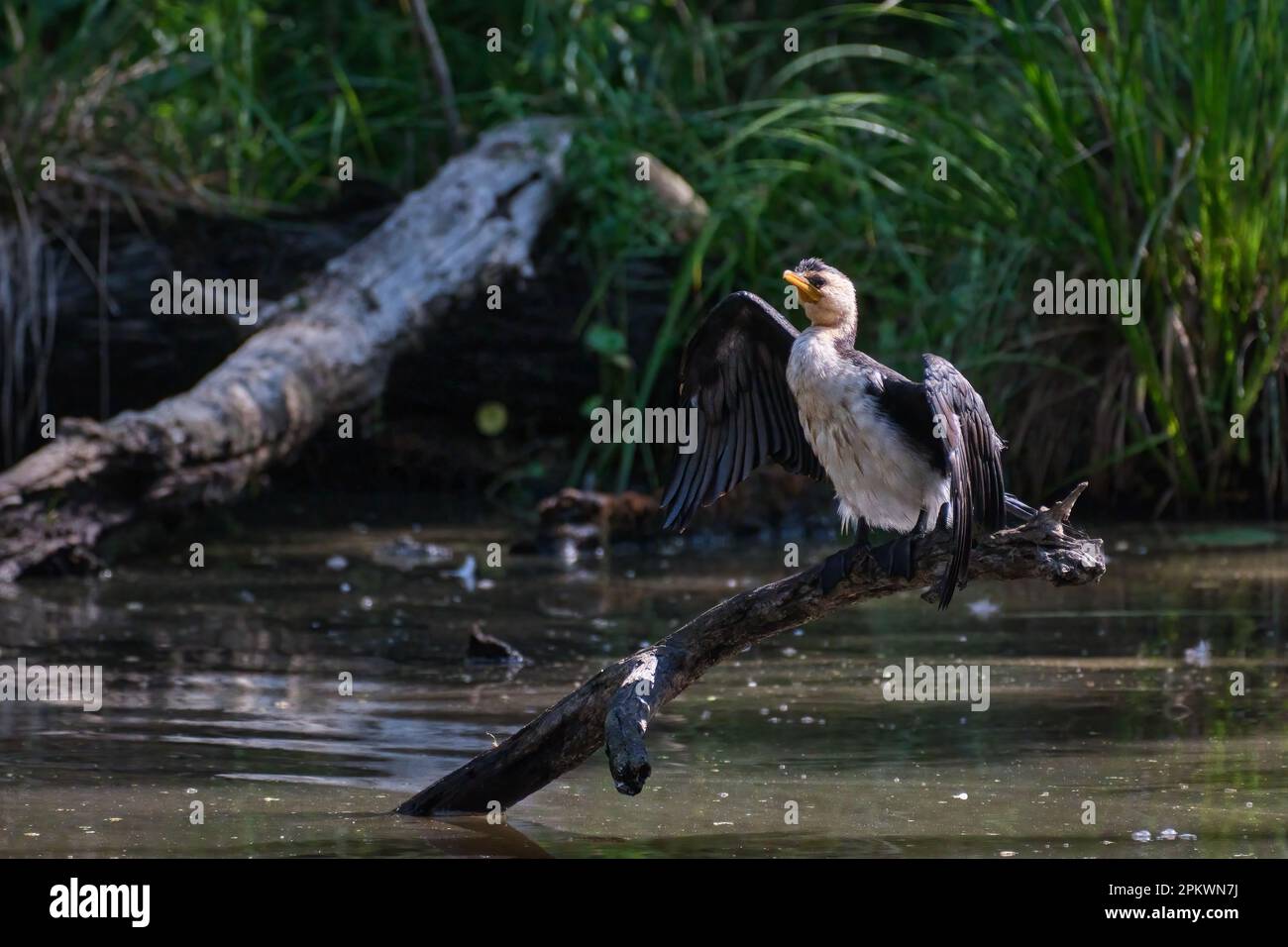 Wings drying hi-res stock photography and images - Alamy