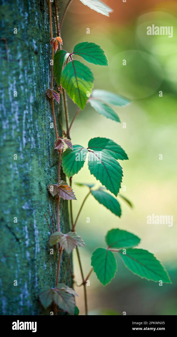 Wildflower bushes in the park Stock Photo - Alamy