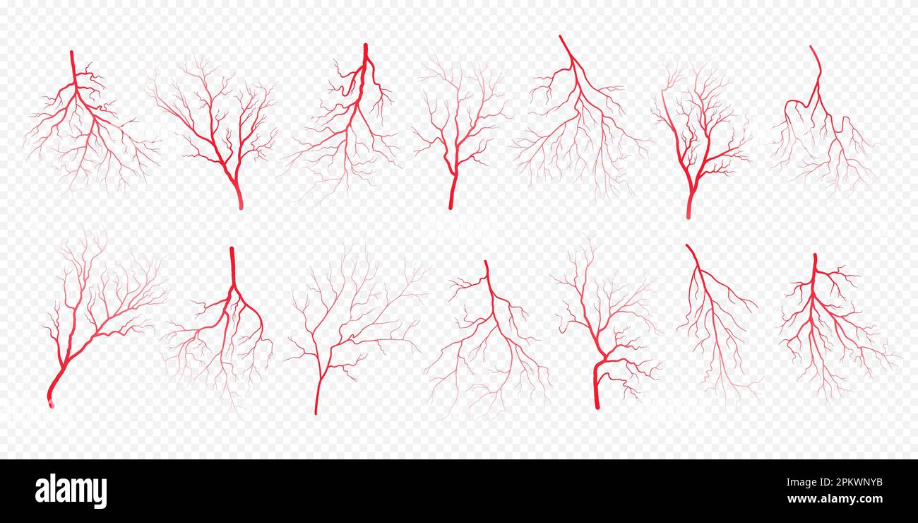 Human eye blood veins vessels silhouettes vector illustration set ...