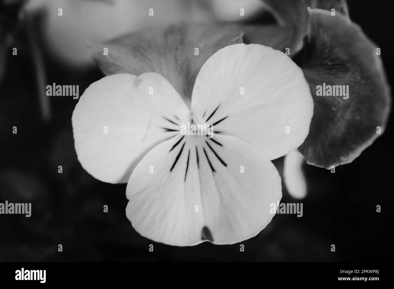 Viola Black and White Stock Photos & Images - Alamy
