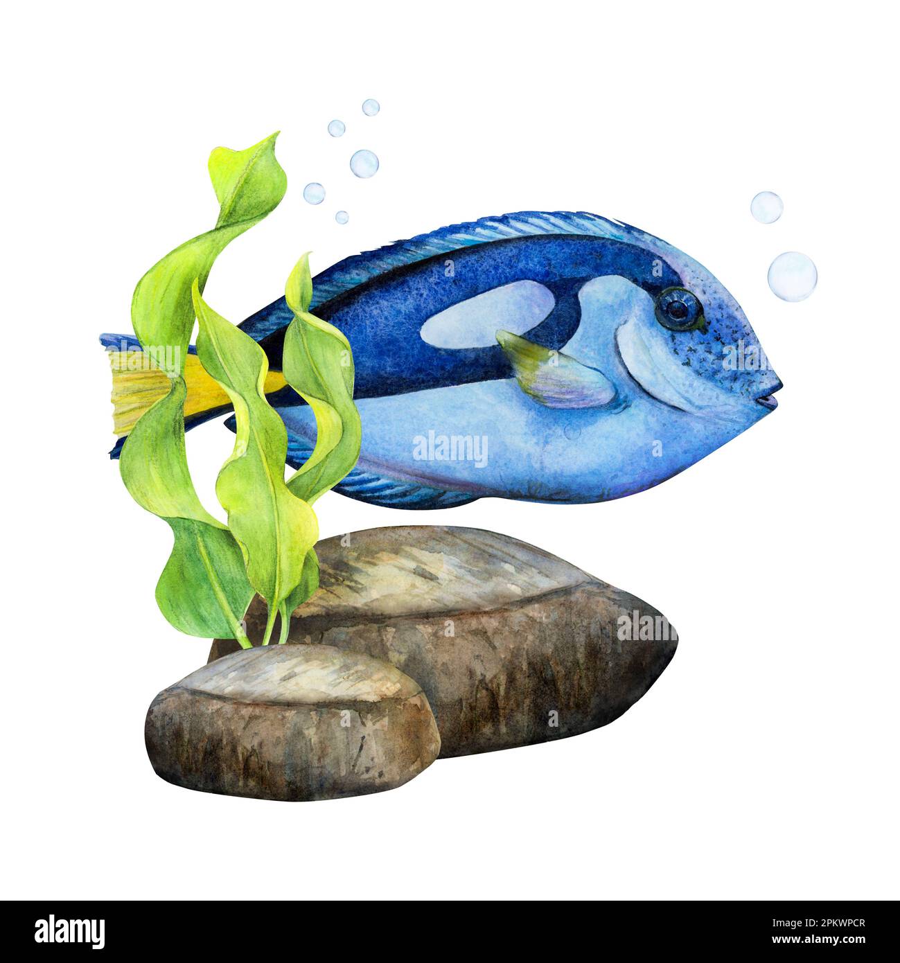 Watercolor drawing set of ribbon algae, bottom stones and surgeon fish ...