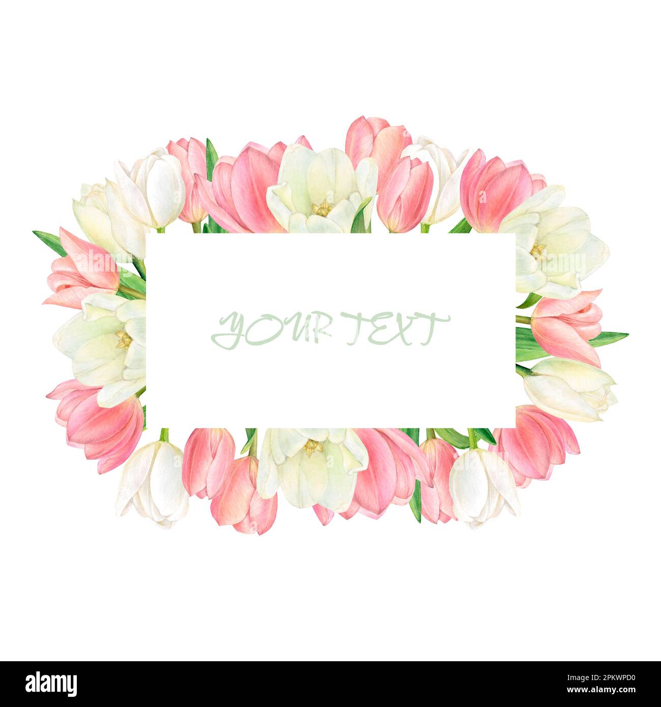 Watercolour oval border of beautiful white and pink tulips. Hand-drawn ...