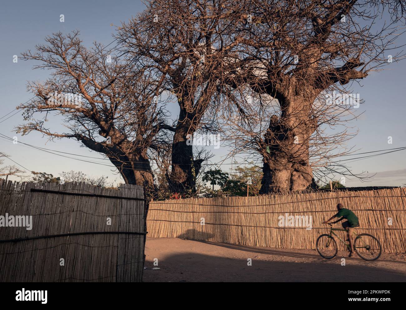 Two Baobabs stand in a street in Chembe villeade at Cape Maclear on the ...