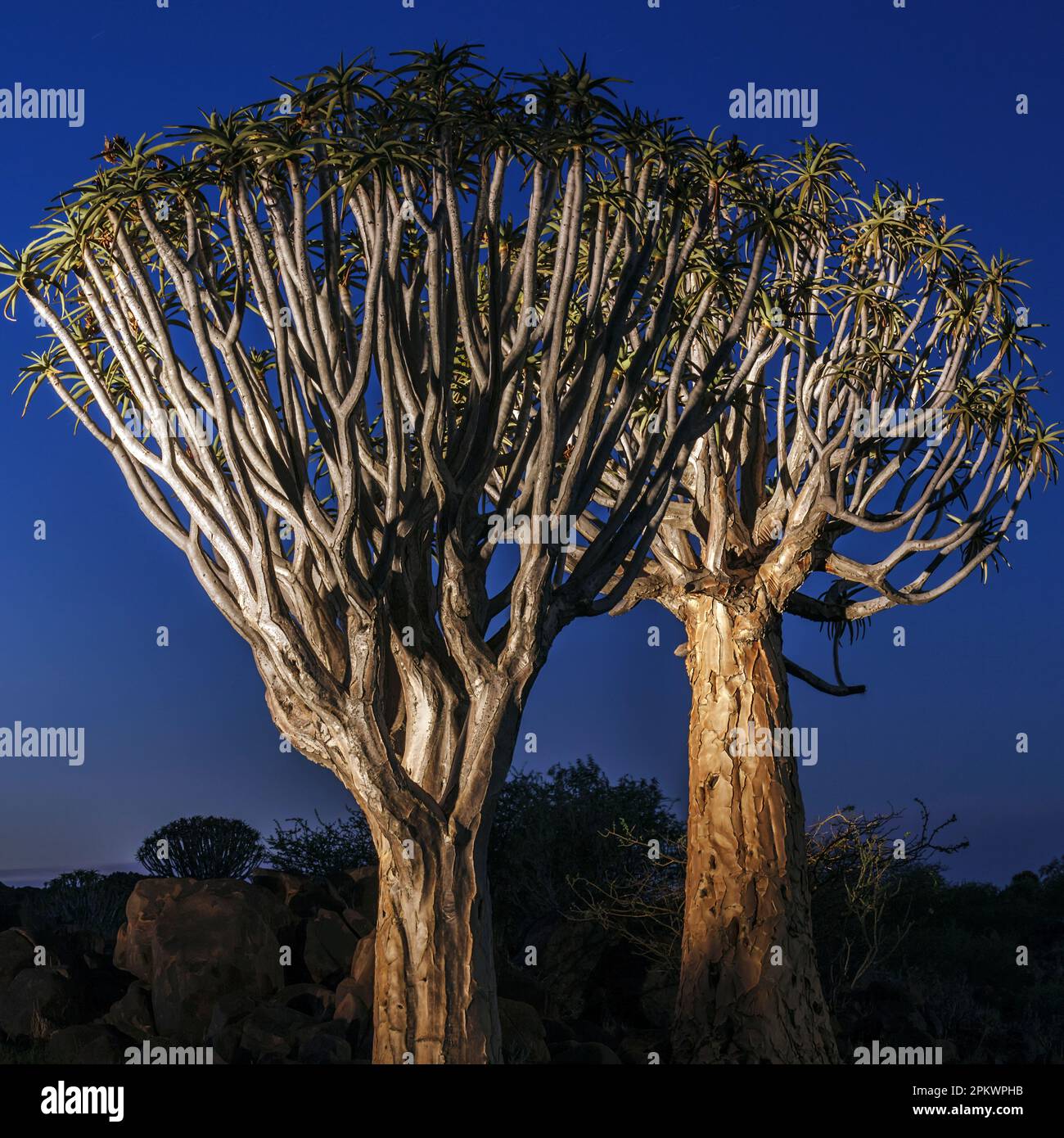 The Quiver Tree Forest is a forest and tourist attraction of southern ...