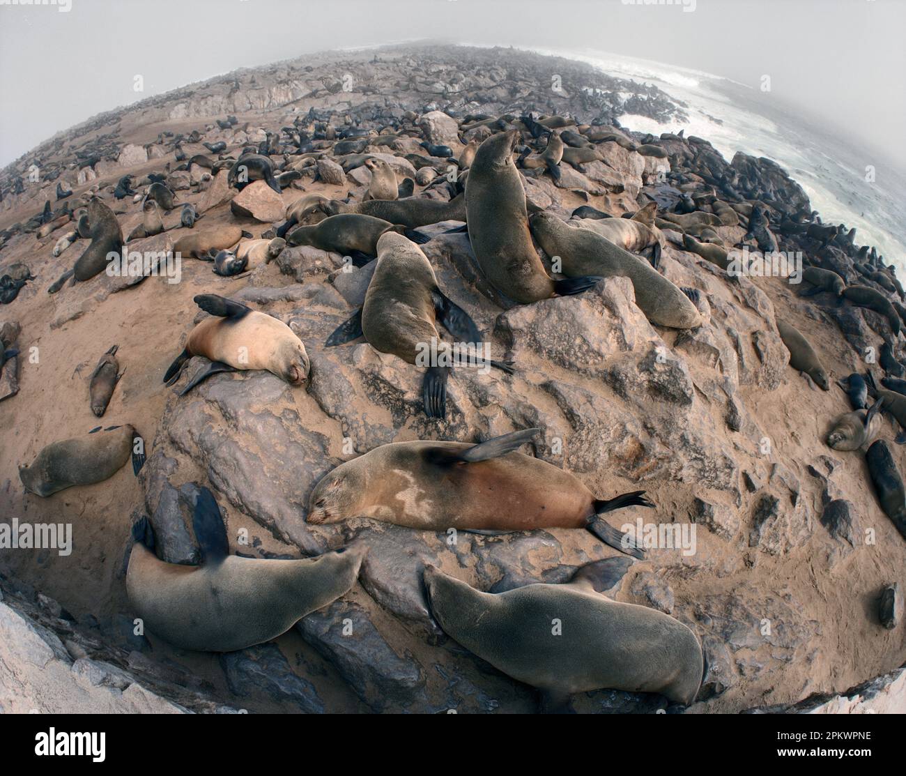 Cape Cross Seal Reserve along Namibia's Skeleton Coast is the home of ...