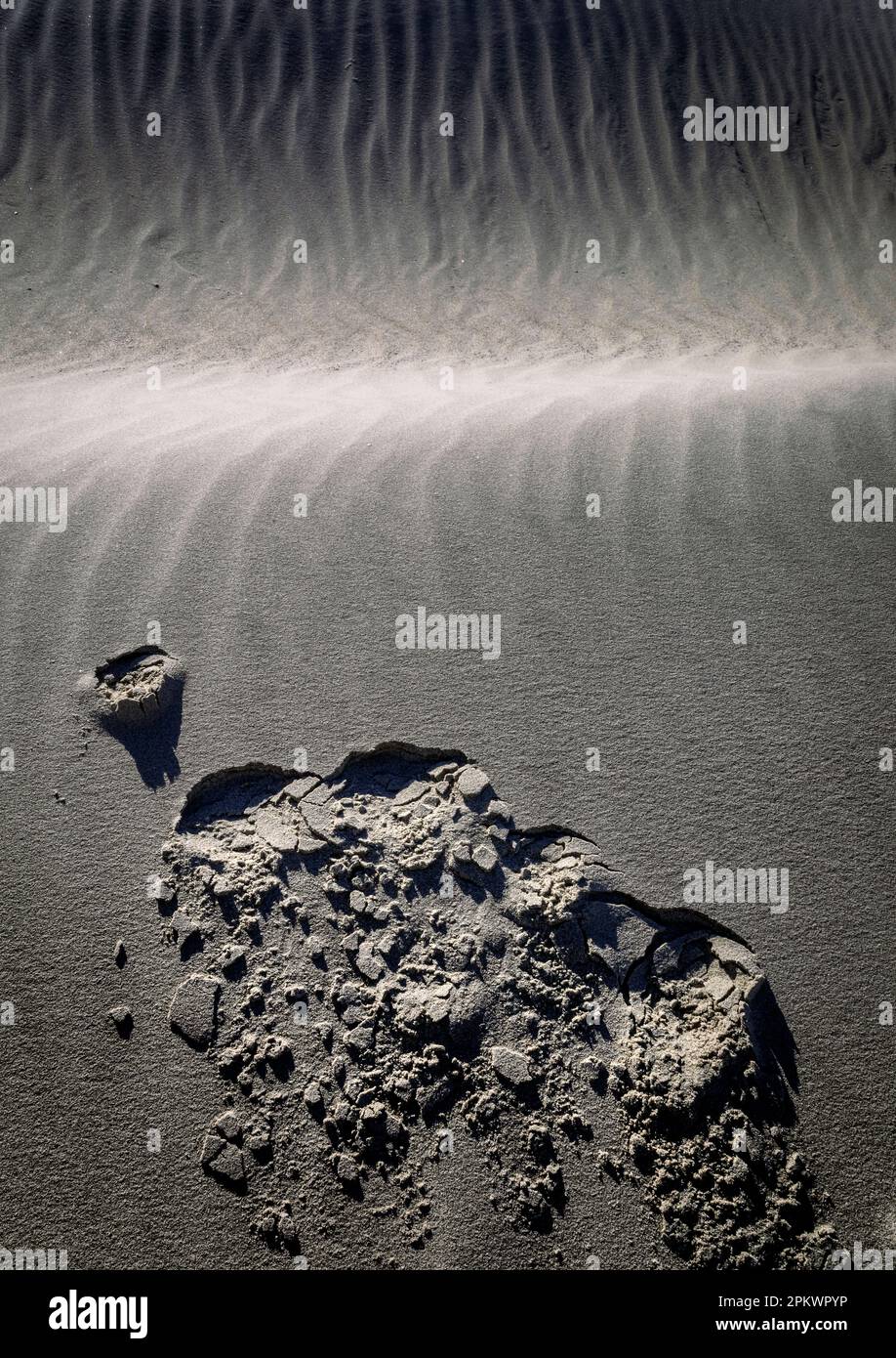 Brown Hyena tracks cross a sanddune in the Namib Desert near Diaz Point ...
