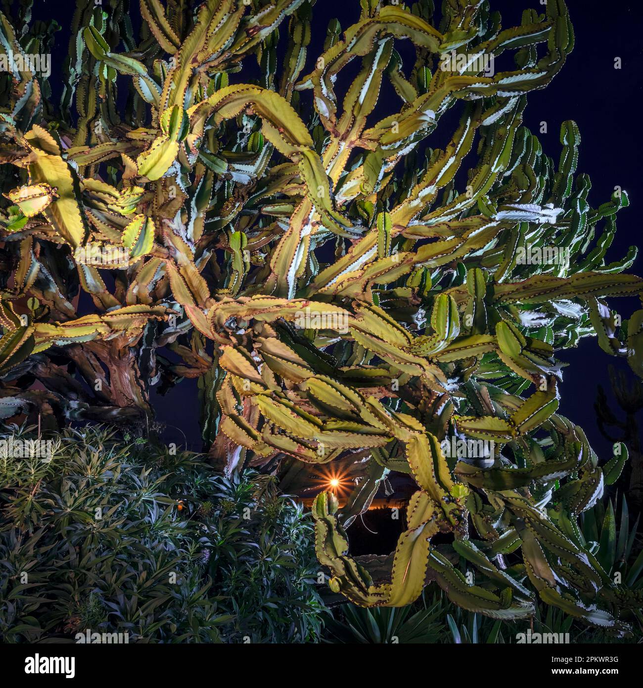 An African Milk Tree (Euphorbia trigone) grows tall against an ...