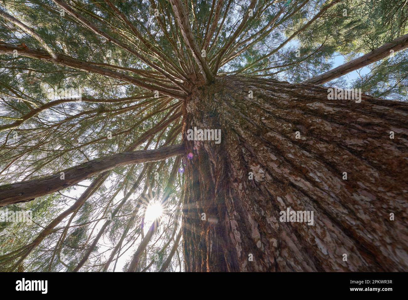 Redwood tree (Sequoiadendron giganteum, Bergmammutbaum). Huge ...