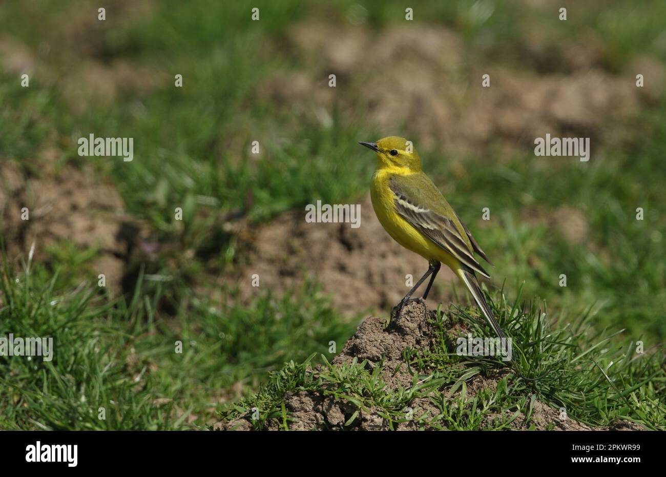 Rare breeding birds of the united kingdom hi-res stock photography and ...