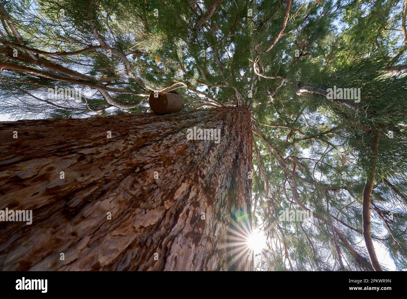 Tree Redwood (Wellingtonie, Bergmammutbaum). Large monumental plant ...