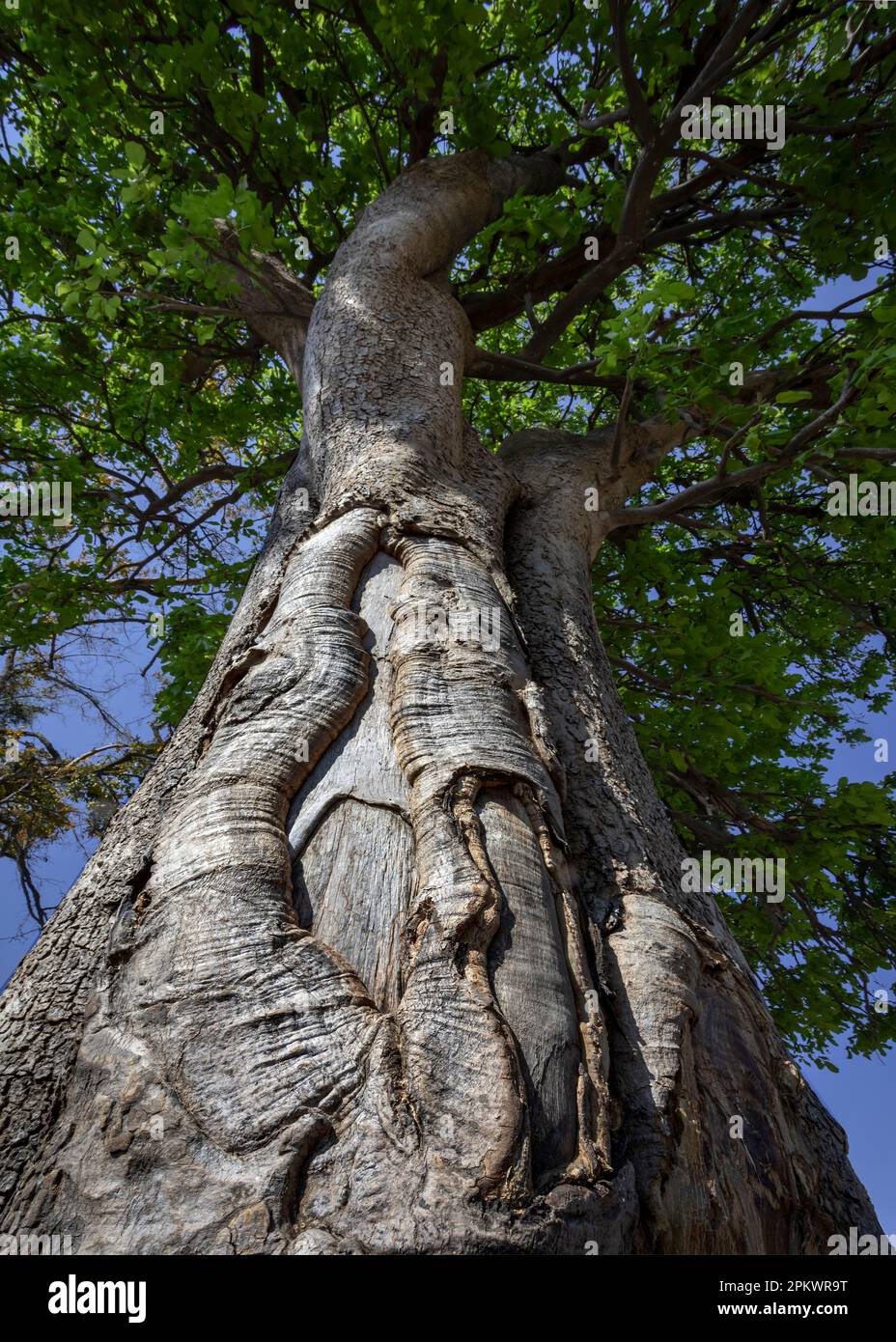The trunk of a Sausage Tree damaged by Elephants that remove the bark ...