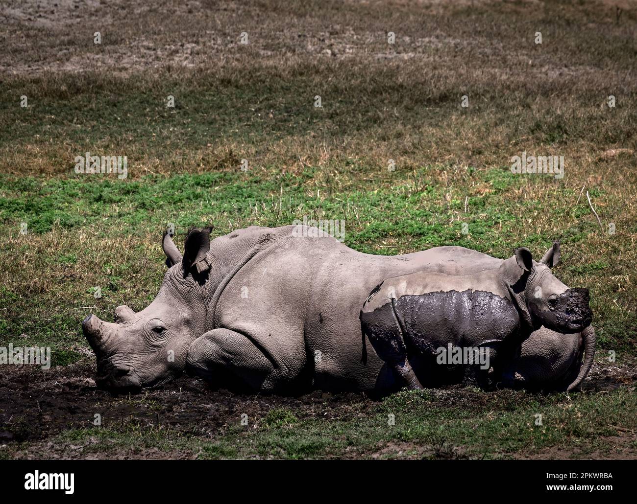 A mother Rhino and her calf on the Duba Plains of the Okavango Delta ...