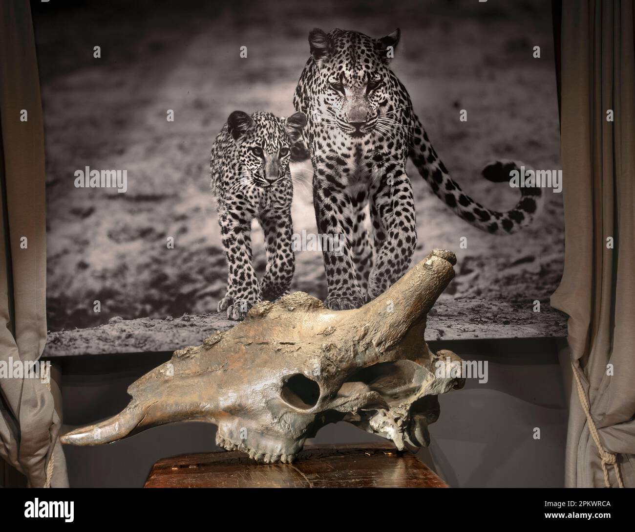 A bronze cast of a male giraffe skull lies in front of a photograph of ...