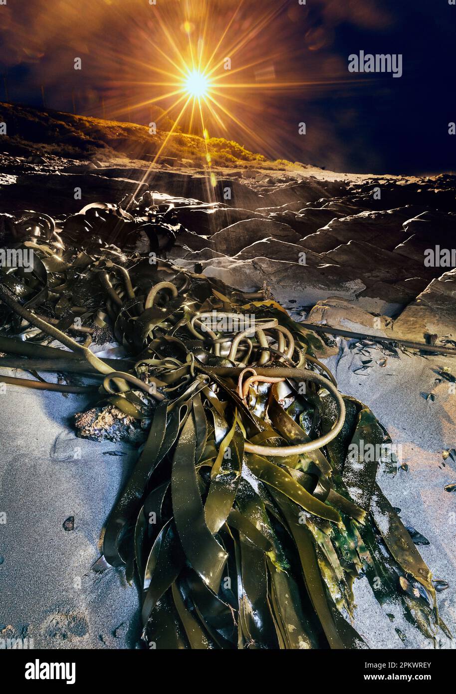 A powerful harbour light shines on a beach with kelp seaweed at ...