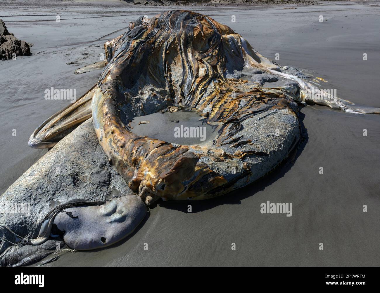 A beached Humpback whale lies dead on the beach of South Africa's ...