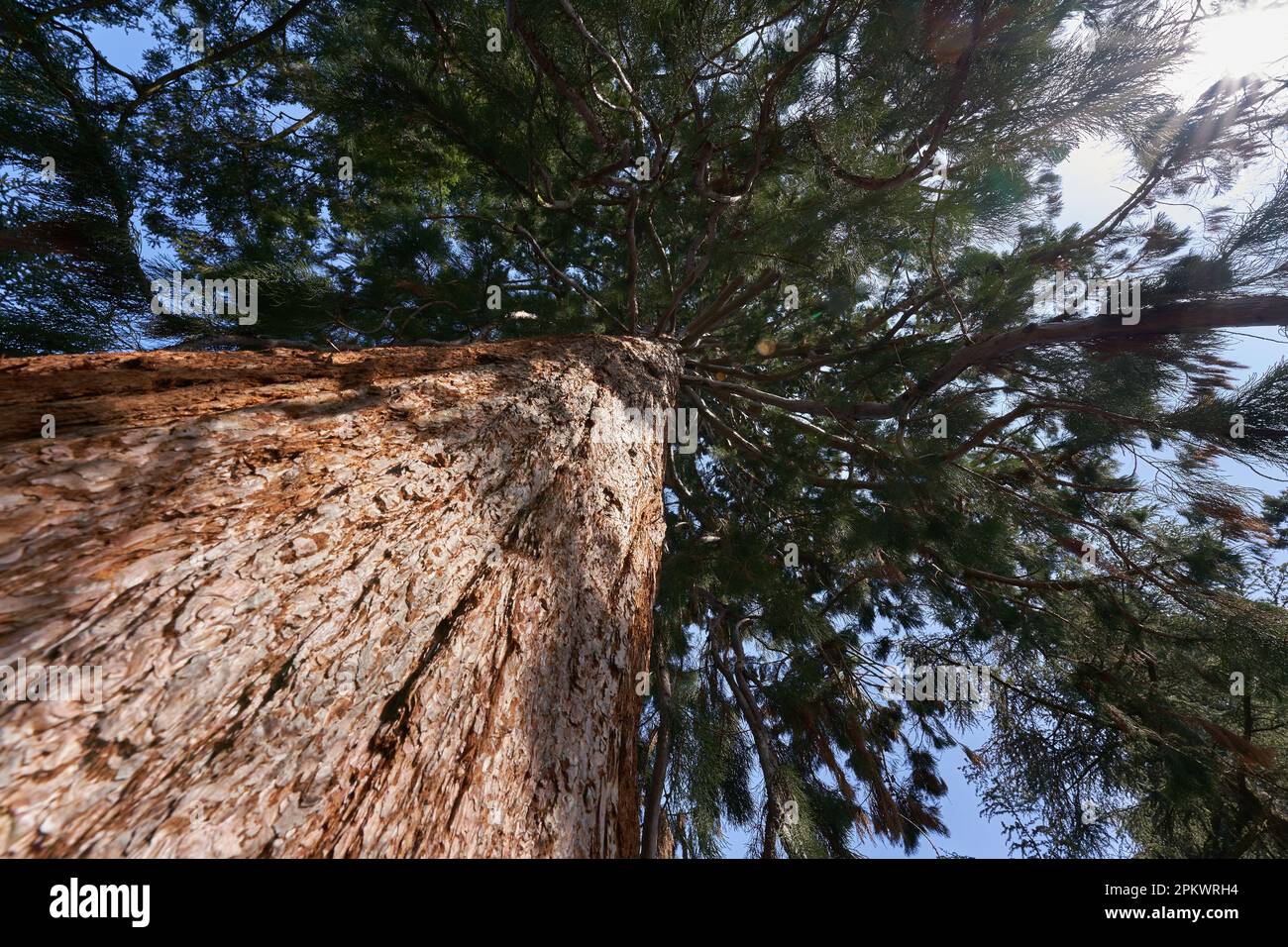 Tree Redwood (Wellingtonie, Bergmammutbaum). Large monumental plant ...
