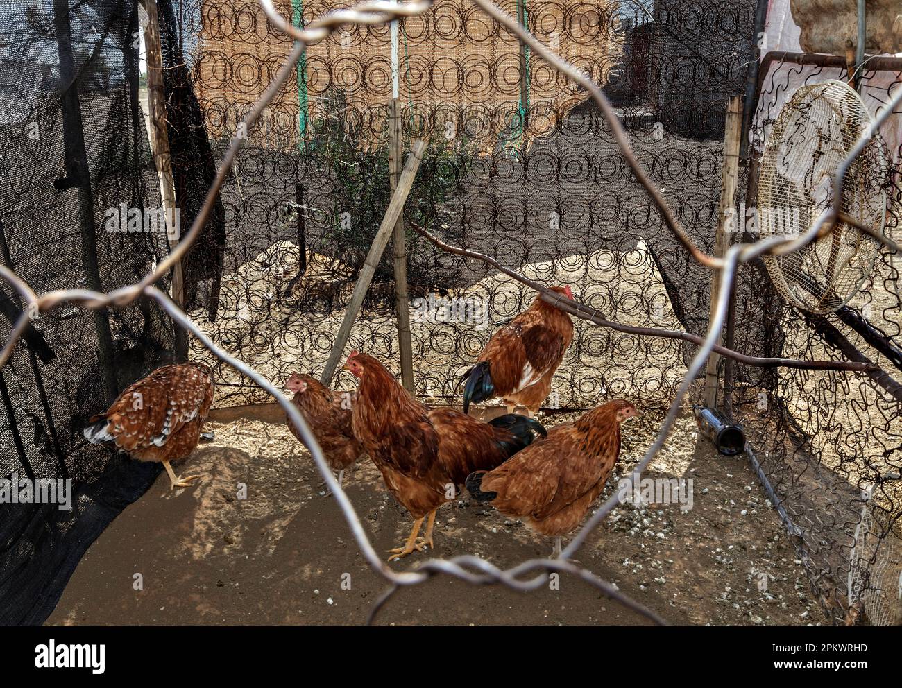 A small chicken coop in the small village of Mier in the Northern ...