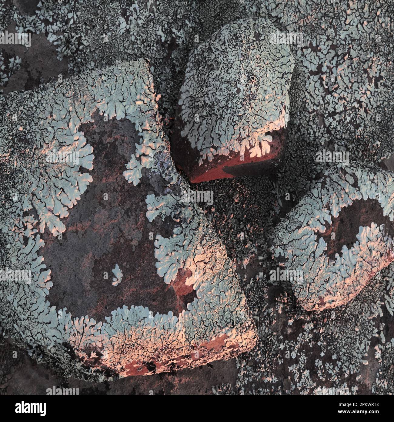 Blesfontein farm hi-res stock photography and images - Alamy