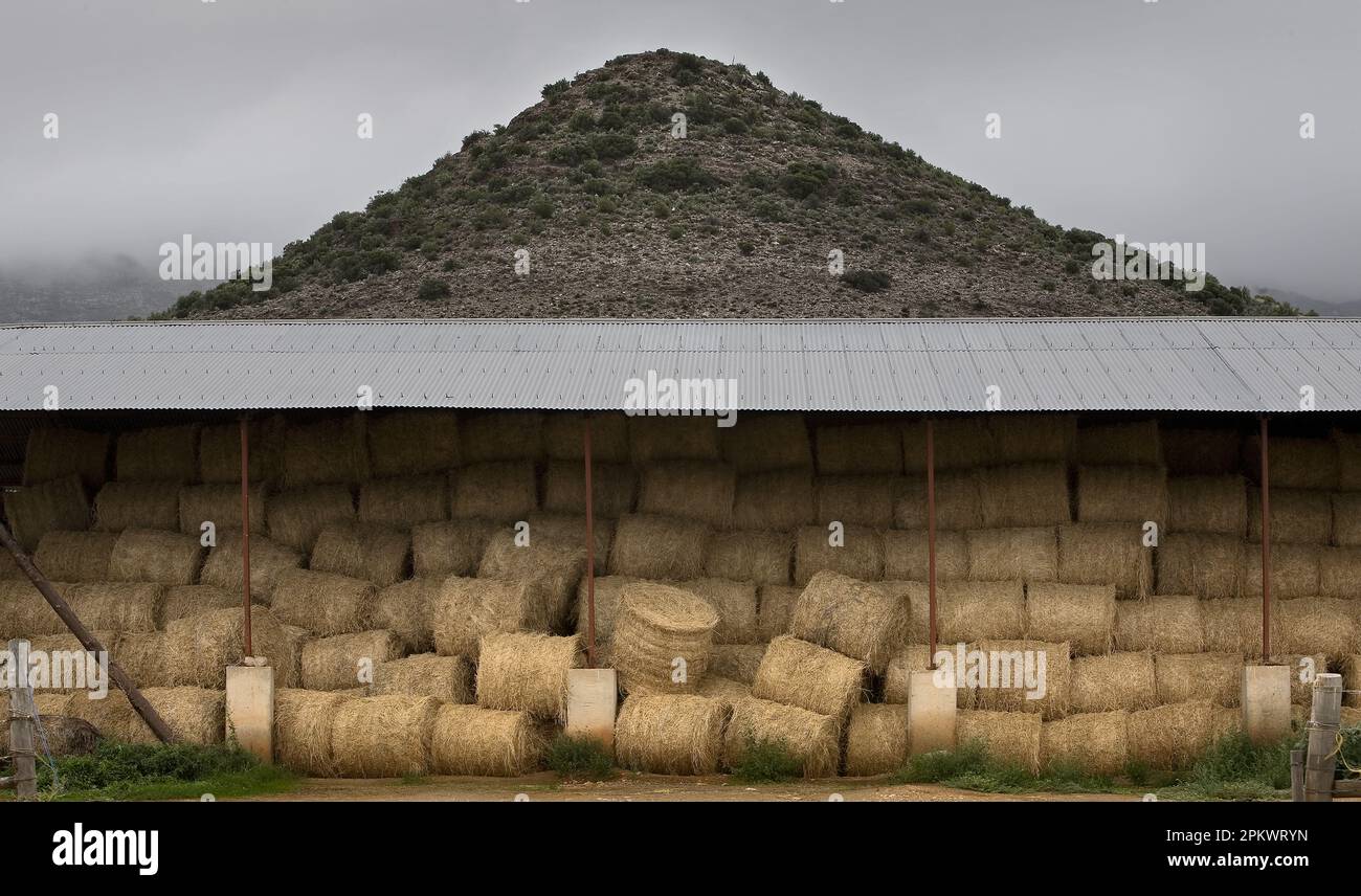 Rolls of compressed hay lie stacked in a shed on a farm in the ...