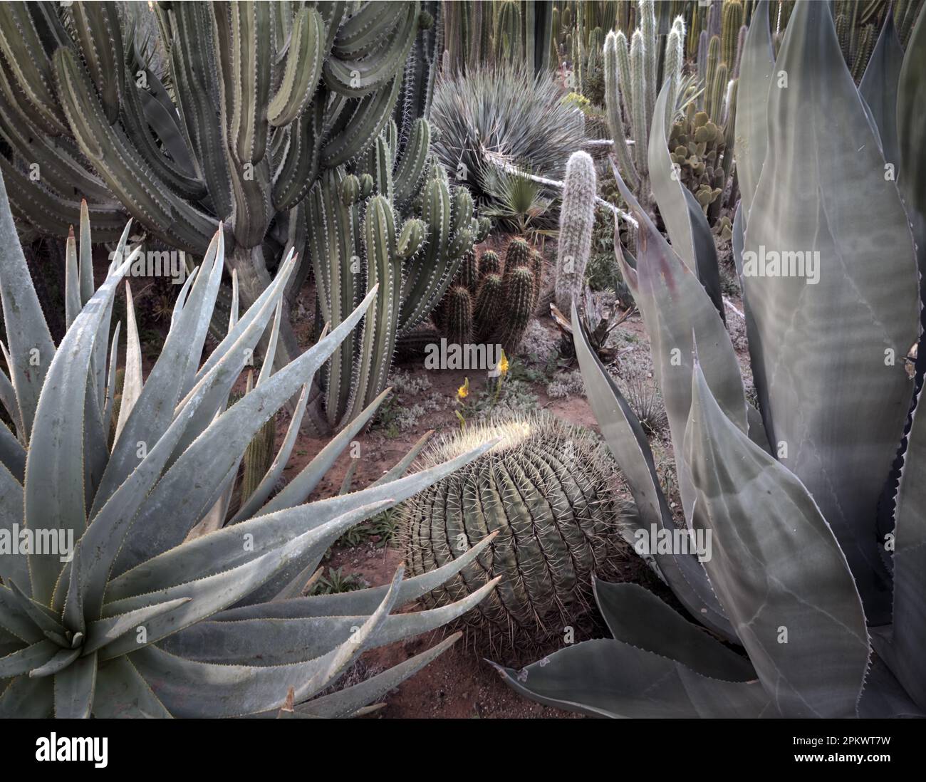 Obesa Cactus aand Aloe Nursery. This large nursery stretches over a ...