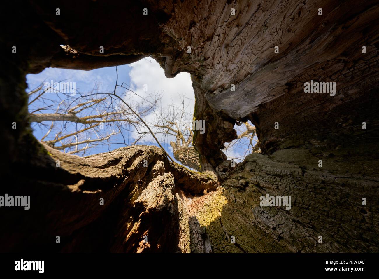 Poplar tree (Serotina de selys populus). Old monumental tree trunk from ...