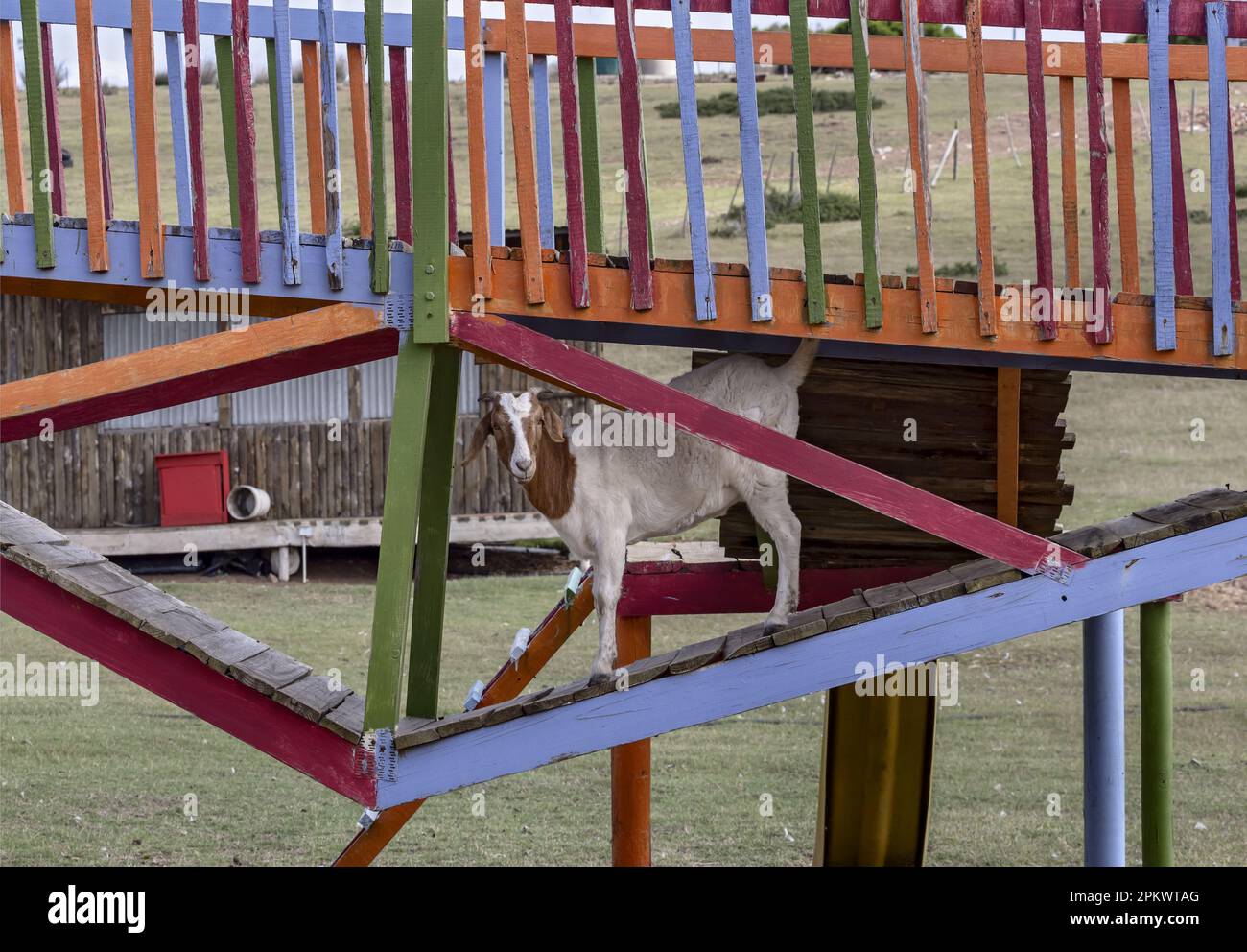 A goat looks through an installation at the 'Plaasberg' animal farm ...