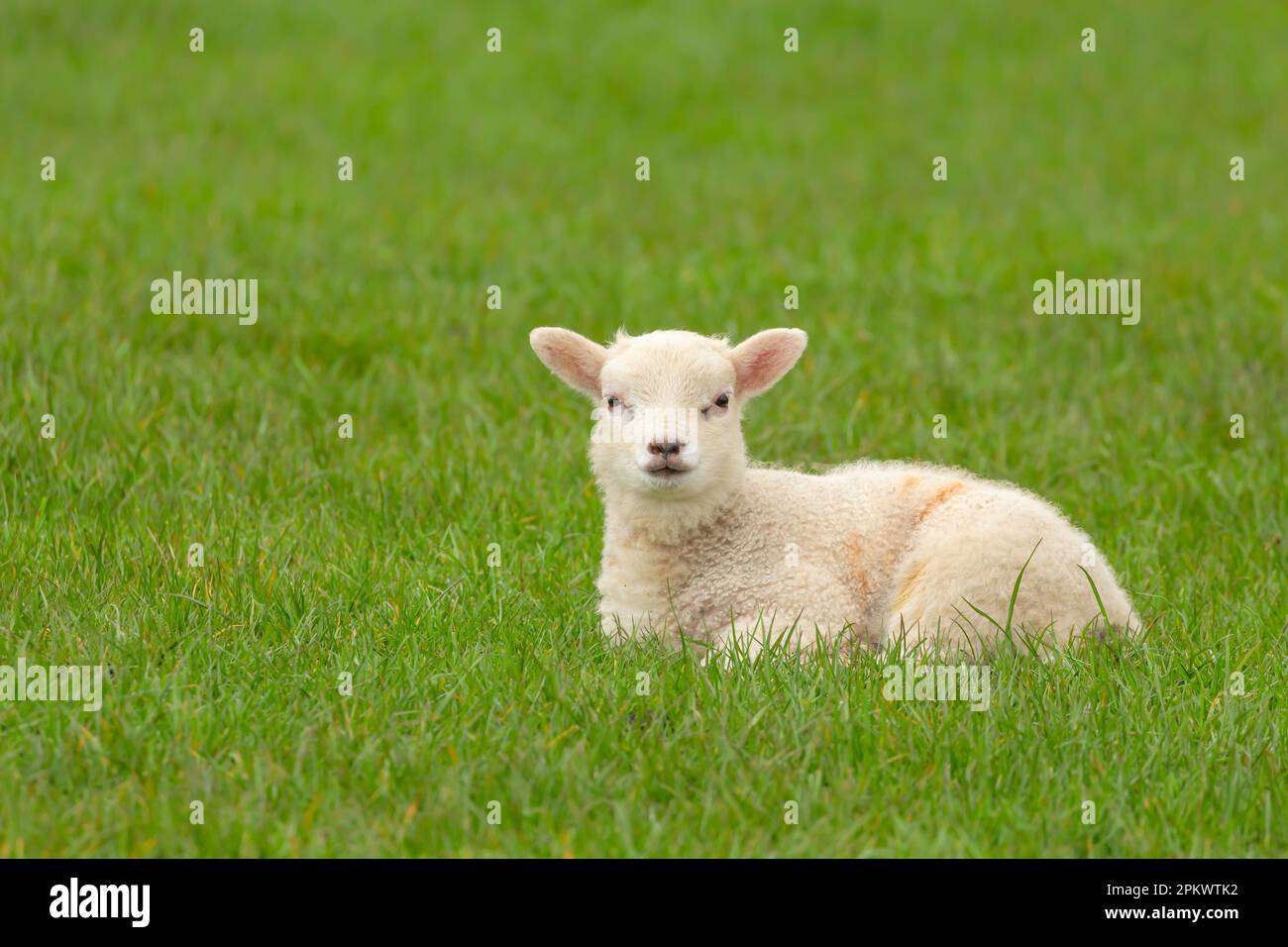 Close up of a newborn lamb in Springtime, laying down in lush green ...