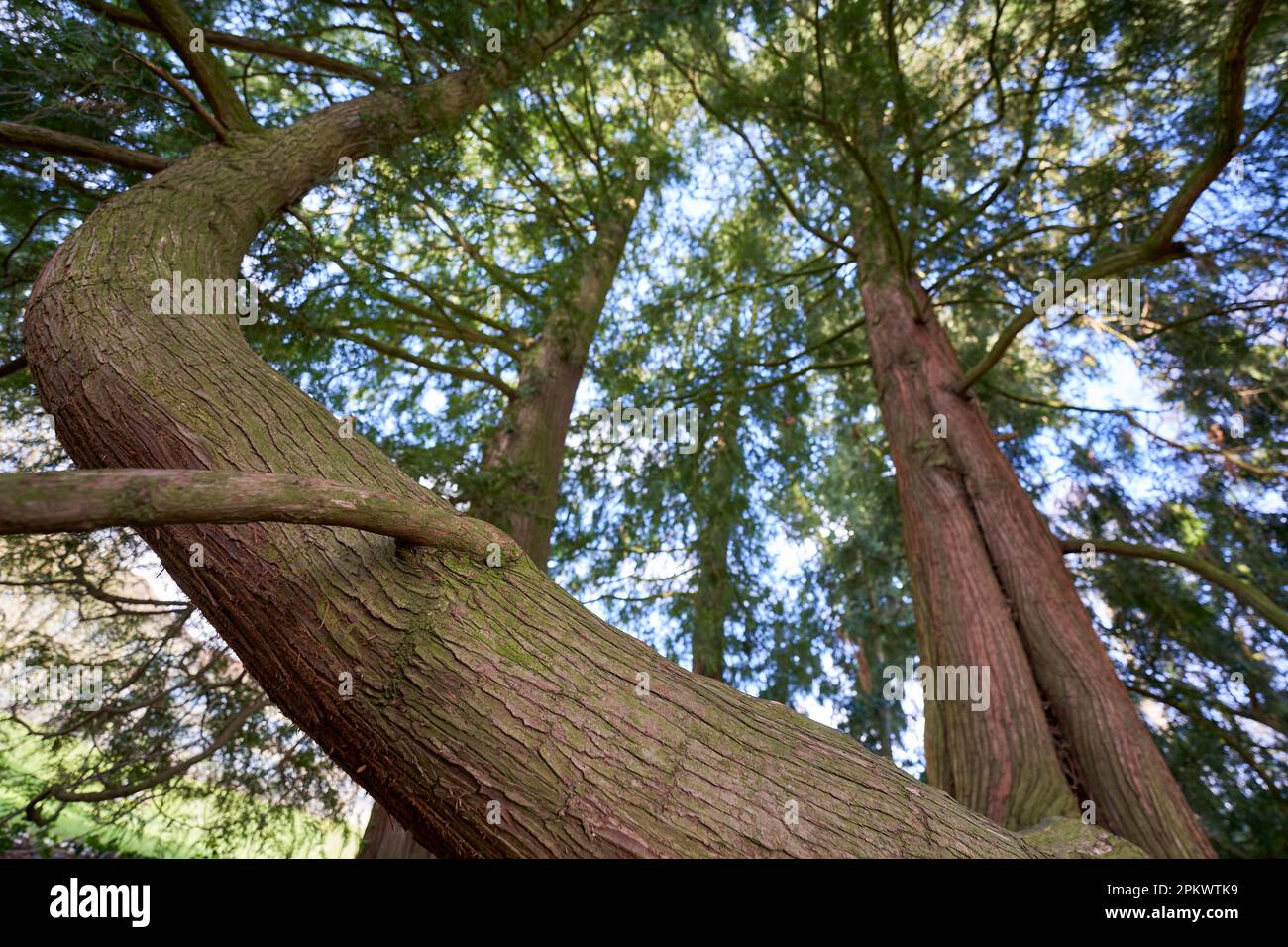 Life tree (Thuja plicata, Lebensbaum) Plant from north america. Thick ...