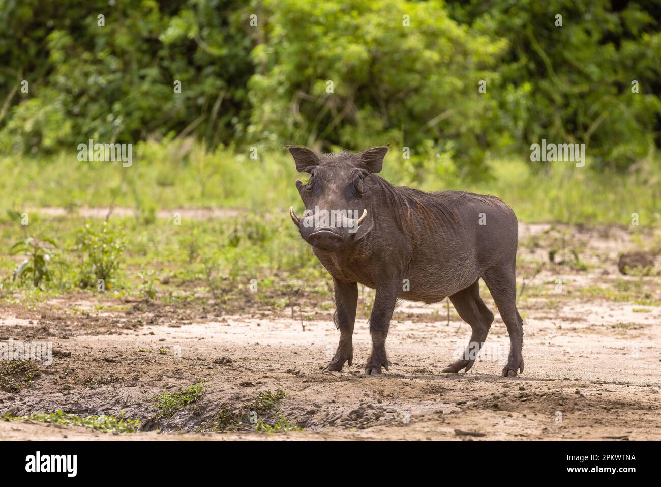 An adult warthog, Phacochoerus africanus, in the woodland of Queen ...