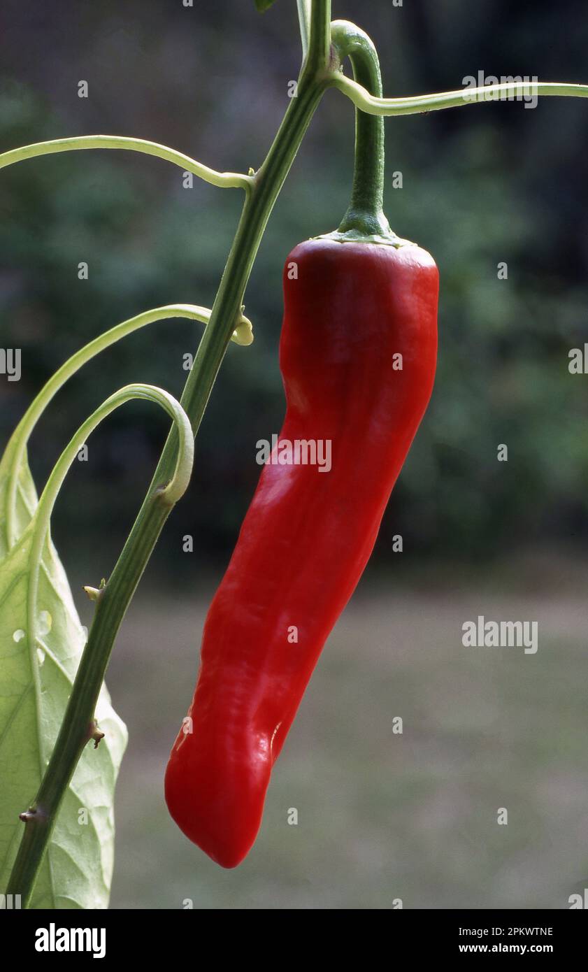 RED CHILLI PEPPER ON BUSH Stock Photo - Alamy