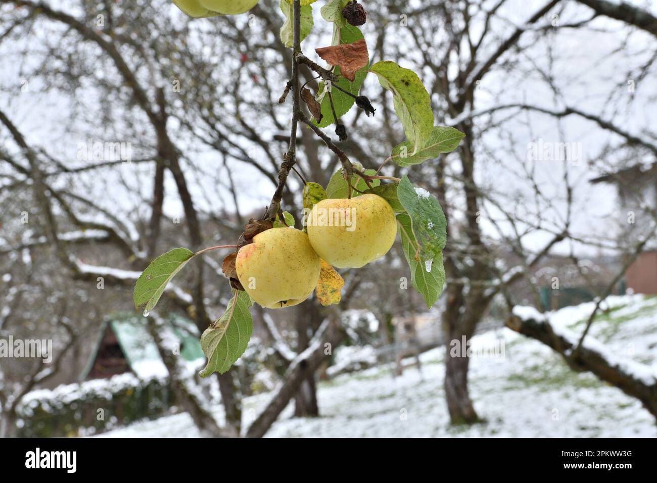 Yellow apple fruits on a tree in an orchard covered with snow Stock ...