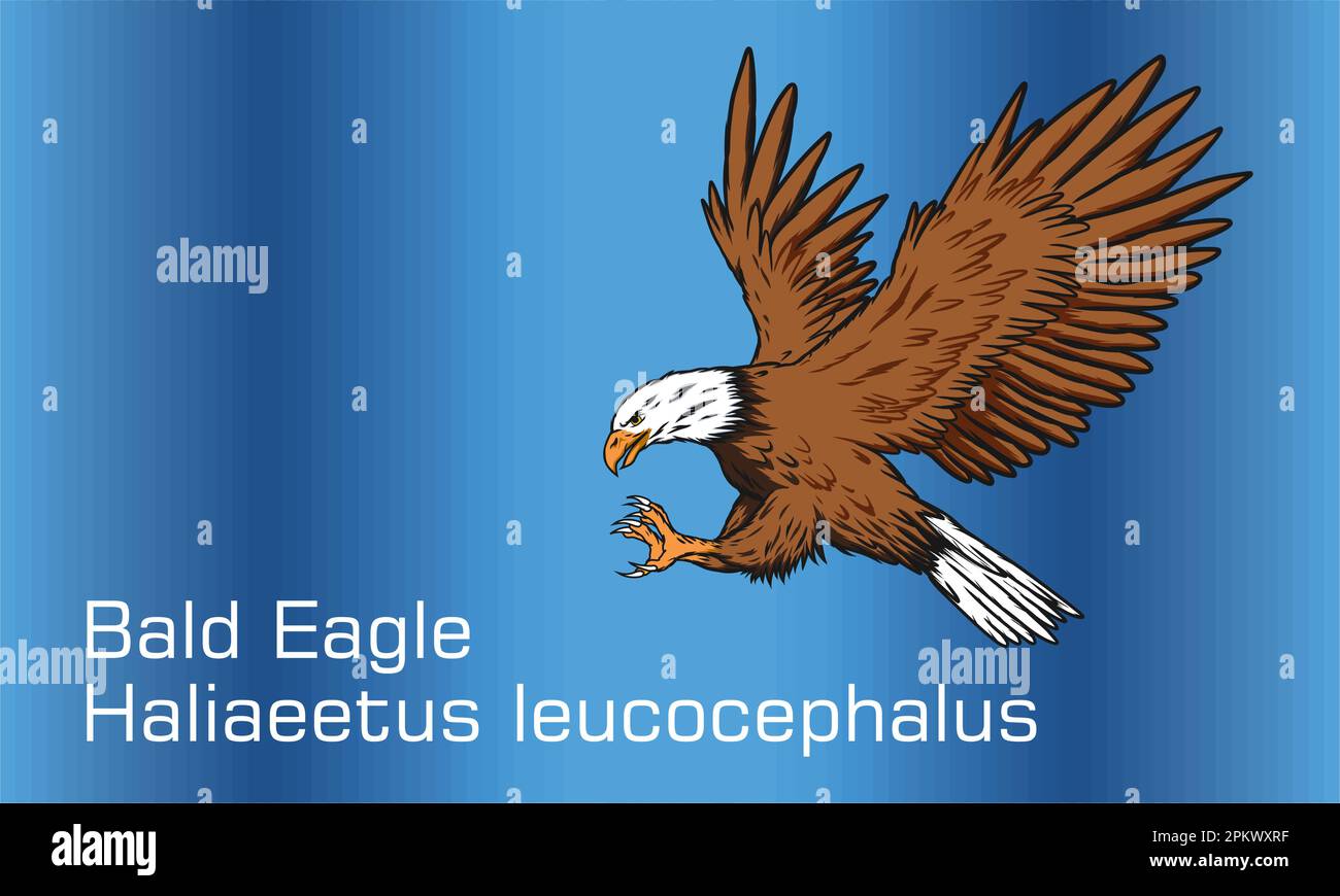 Abstract background illustration of Bald Eagle - Illustration, Bald ...