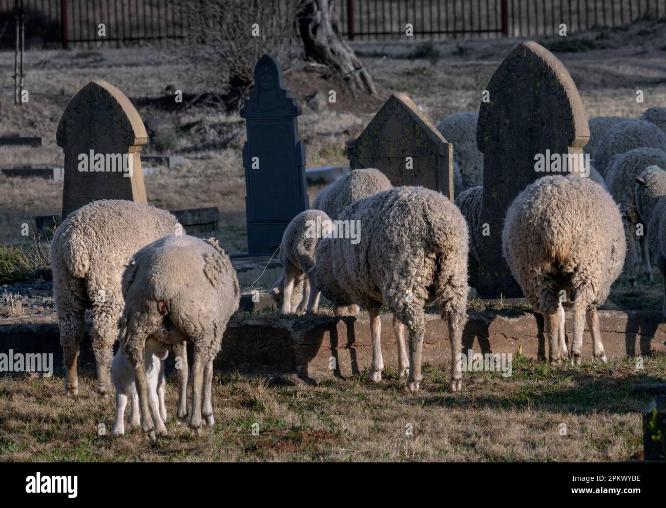 A flock of sheep graze in the Lady Grey cemetery Stock Photo - Alamy